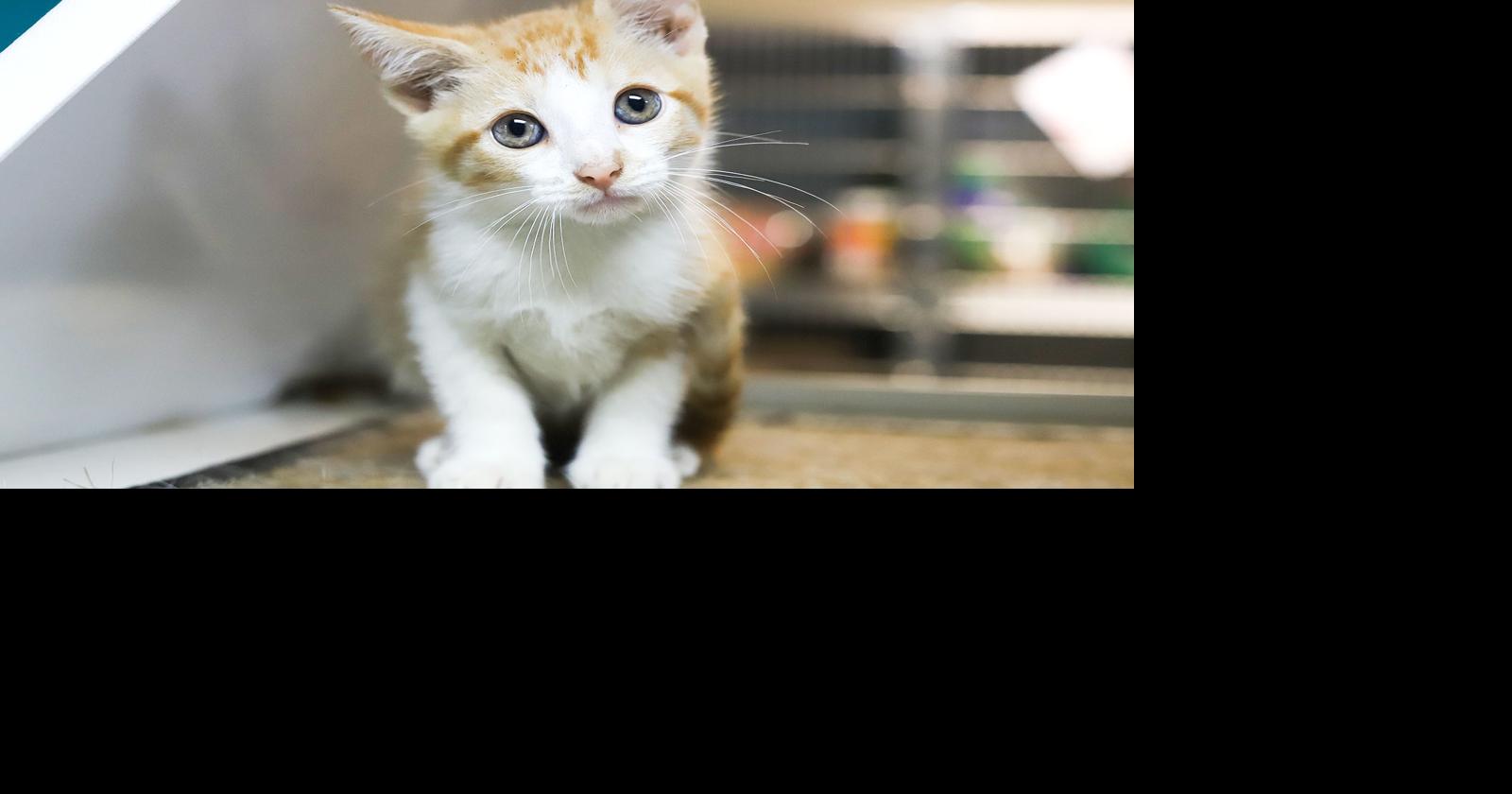Pets of the Week, June 29, 2021 | Photo Gallery | dailysentinel.com