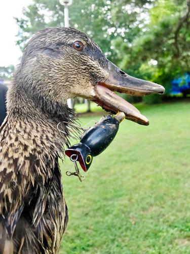With duck in distress, tenacious rescuers fit the bill | Local News ...