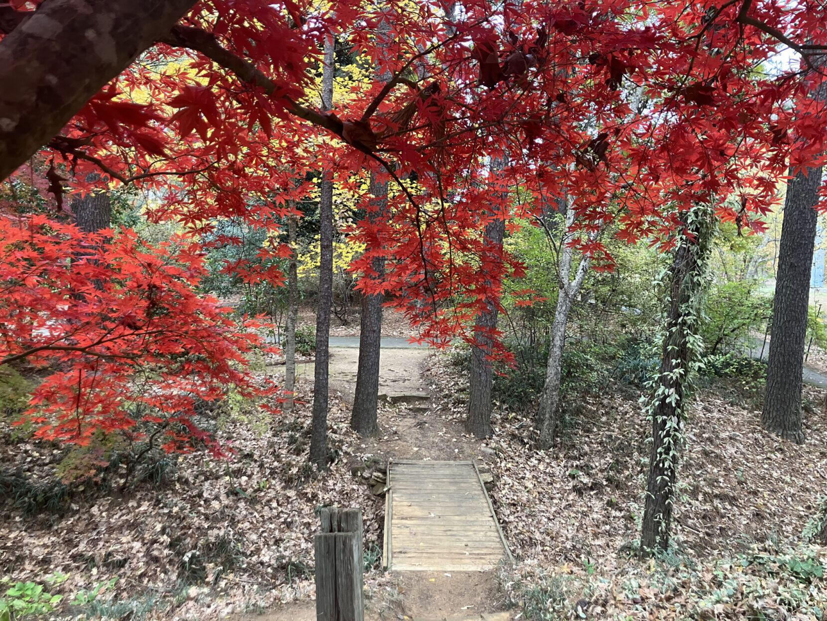 Fall colors on full display in Garden Capital | Local News ...
