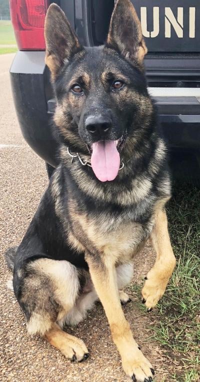 NPD announces death of K9 Hunter | Local News | dailysentinel.com