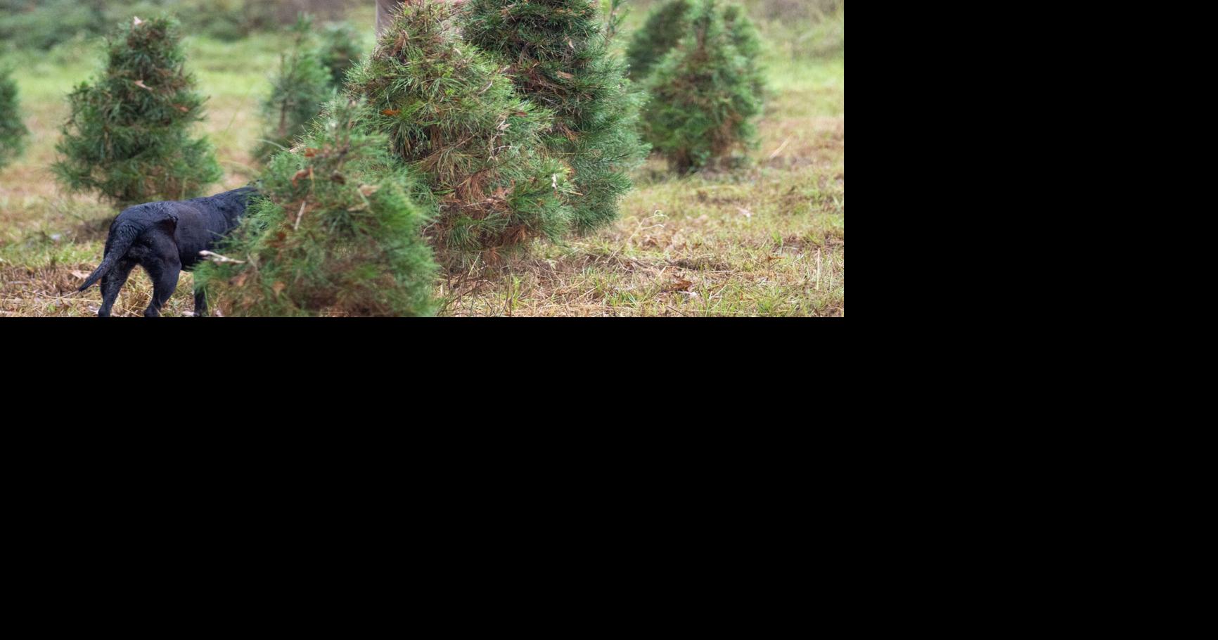 Shrinking Christmas tree industry in East Texas hopes for a miracle ...