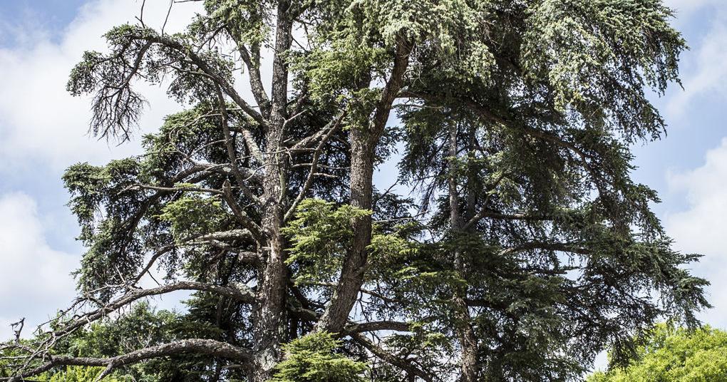 Nacogdoches Narratives: Old tree has biblical roots | Local News ...