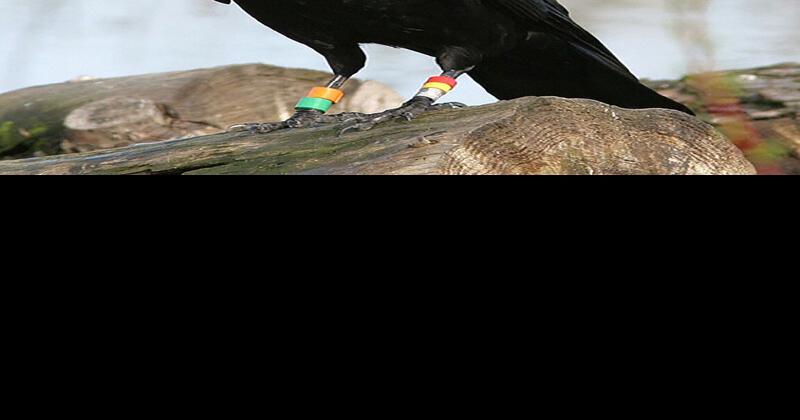 Big black crafty crows | Features | dailysentinel.com