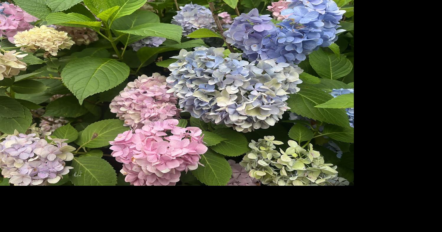 SFA Gardens to host annual fall plant sale | Social Media ...
