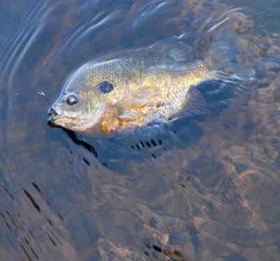 Fun fish: Bream provide table fare, loads of action | Sports ...