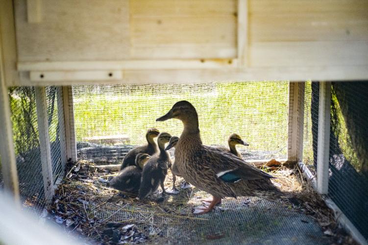 Duck rescued from ag pond 2017 in becomes mother | Local News ...
