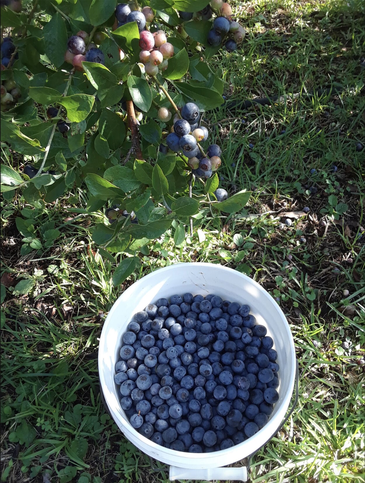 Pick your own blueberries returns for 36th Annual Blueberry Festival ...