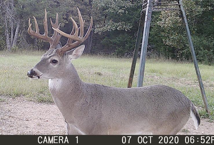 Teen and the Titan: 13-year-old Emory bowhunter brings down possible state record youth archery ...