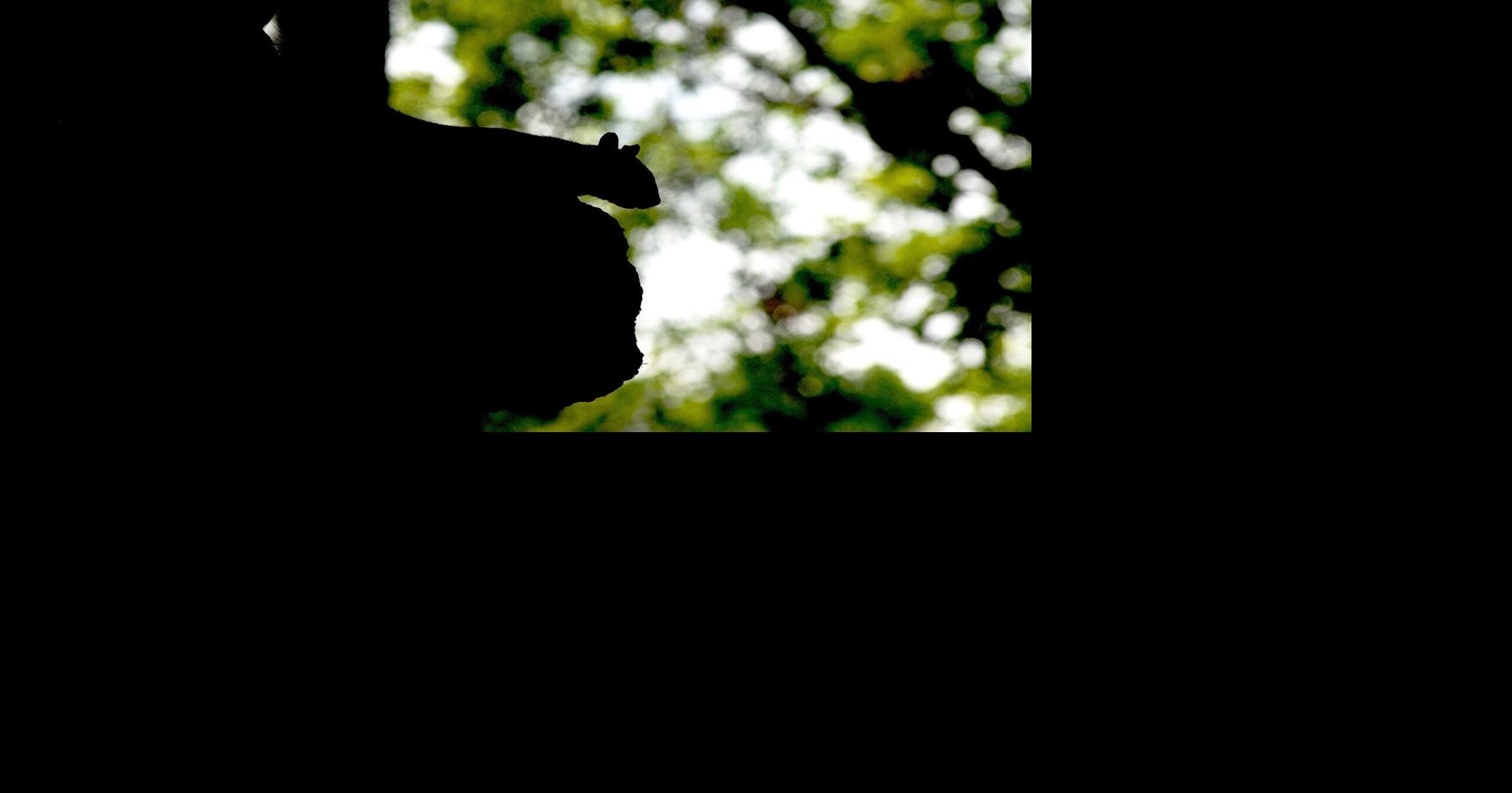 Ghost squirrels: TPWD census counts show squirrel numbers down at Gus ...