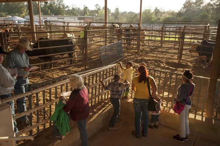 Opening night at the Nacogdoches Pro Rodeo and Steer Show, Thursday ...
