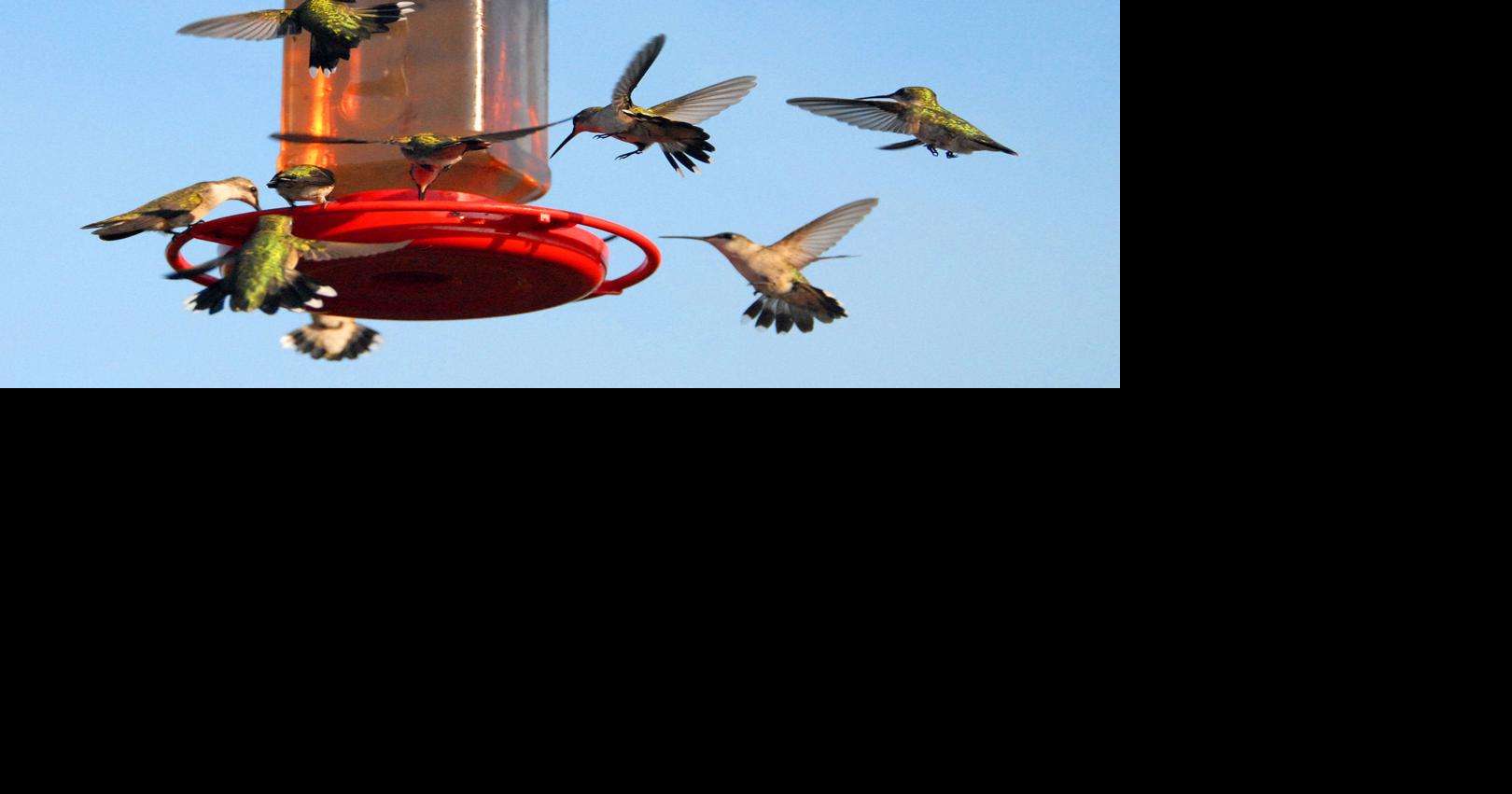 Field and Forest Facts: Hummingbirds are headed south in swarms ...