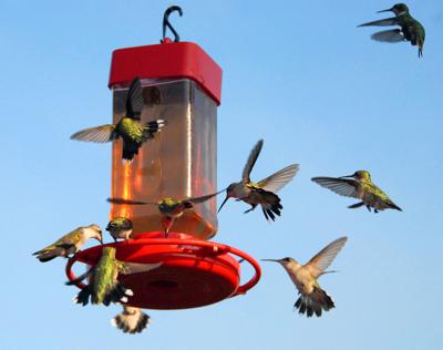 Field and Forest Facts: Hummingbirds are headed south in swarms ...