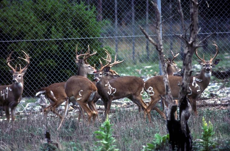 Kerr WMA: Wildlife officials respond to questions about CWD detection ...