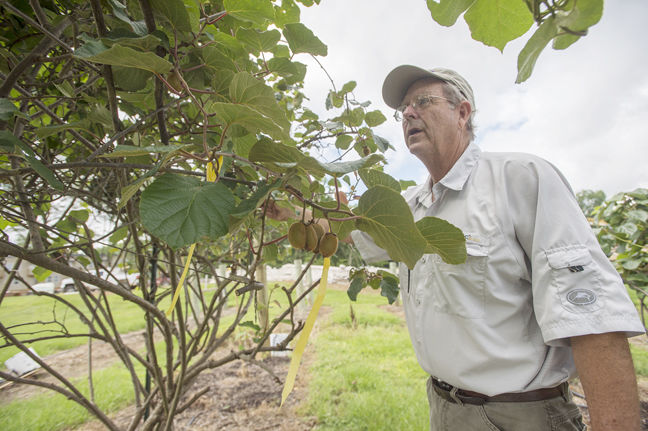 Creech plants foundation for kiwis | Local News | dailysentinel.com