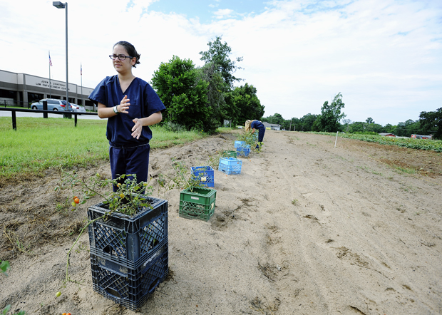 County jail garden project saves money, helps inmates | Local News ...