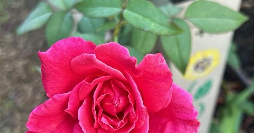 Mrs. Irma's Rose named after community advocate | Local News ...