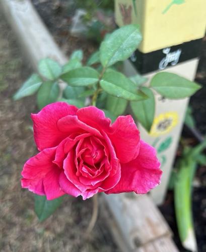 Mrs. Irma's Rose named after community advocate | Local News ...