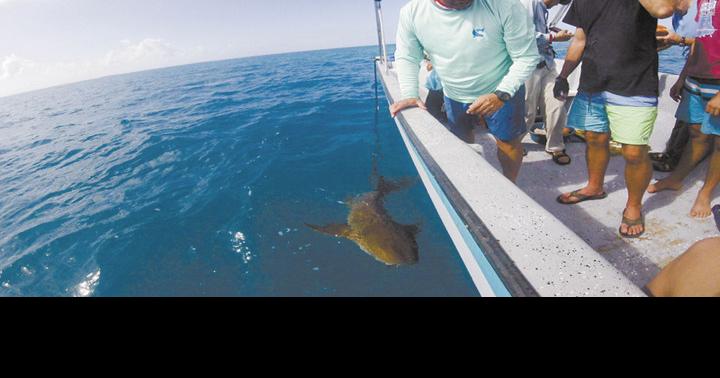 Bates a shark defender | Local News | dailysentinel.com