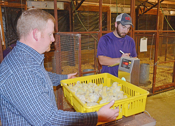 SFA farm assists with poultry study | Local News | dailysentinel.com