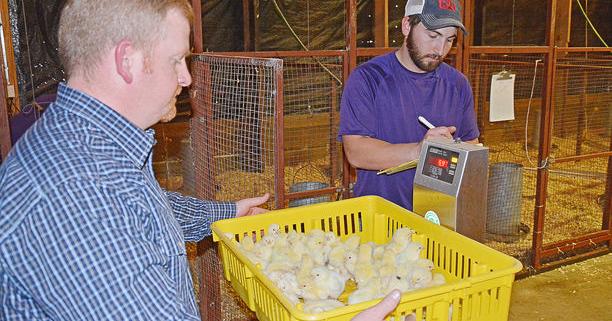 SFA farm assists with poultry study | Local News | dailysentinel.com