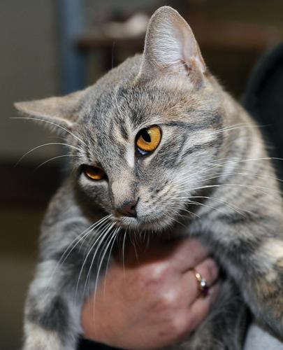 Week in Photos, 12/9-15 | Photo Gallery | dailysentinel.com