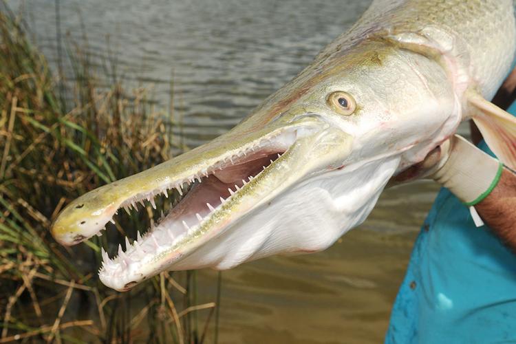 Alligator gar permits: TPWD taking applications for 150 Trinity River ...