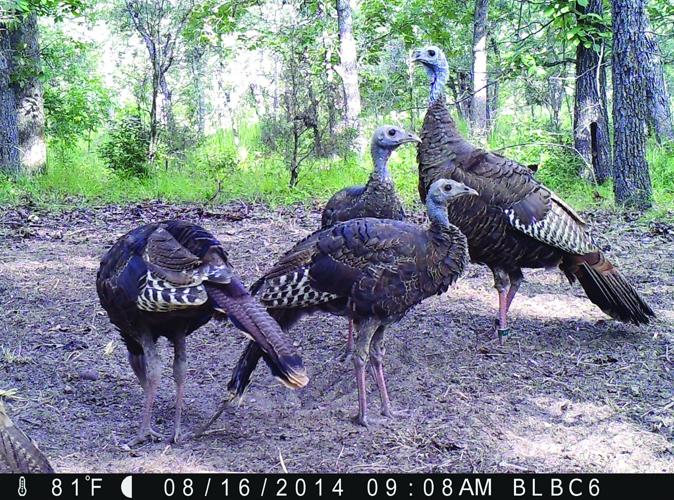 SFA monitors Eastern wild turkey populations to enhance knowledge of ...