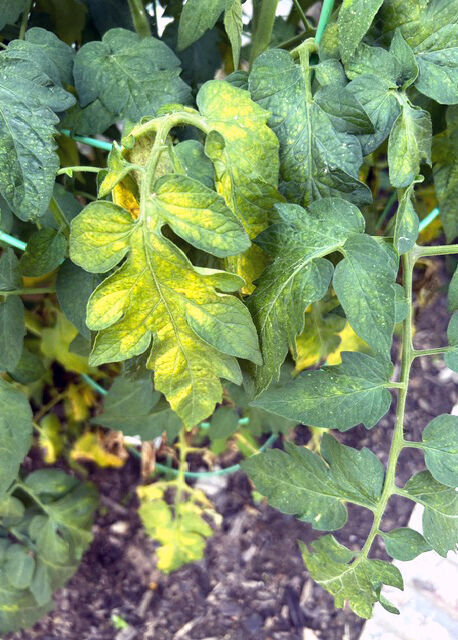 Gardener’s Mailbag | | dailysentinel.com