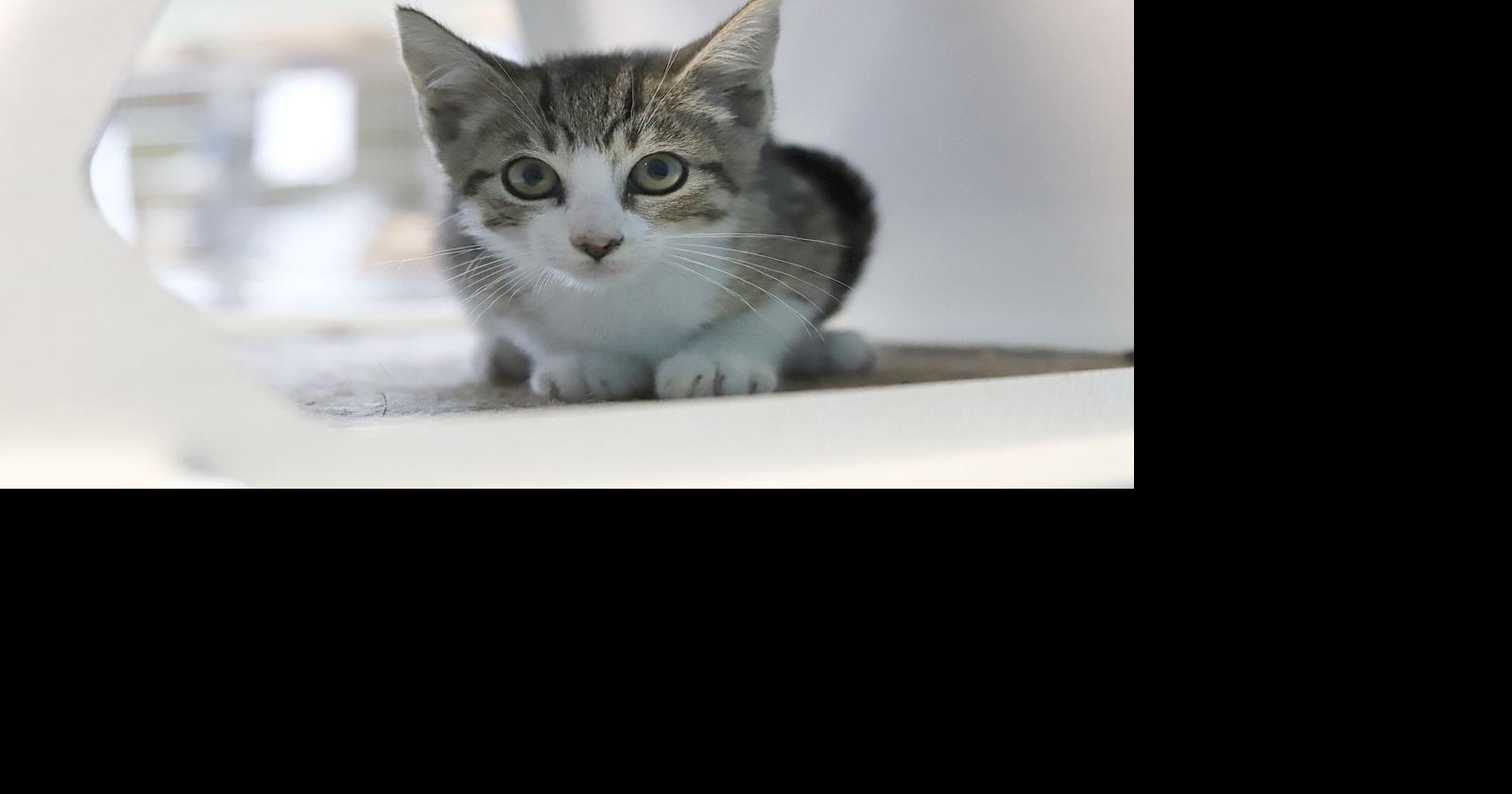 Pets of the Week, June 15, 2021 | Photo Gallery | dailysentinel.com