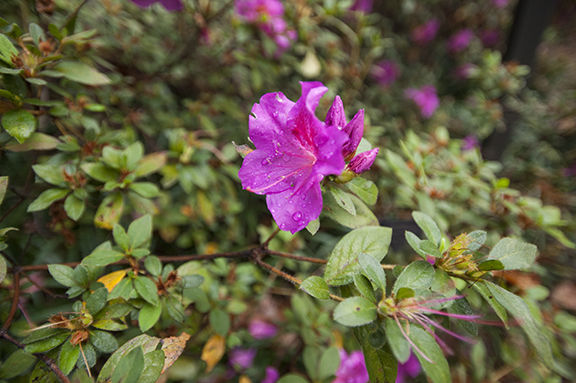 Fall colors in the Ruby Mize Azalea Garden at Stephen F. Austin State ...
