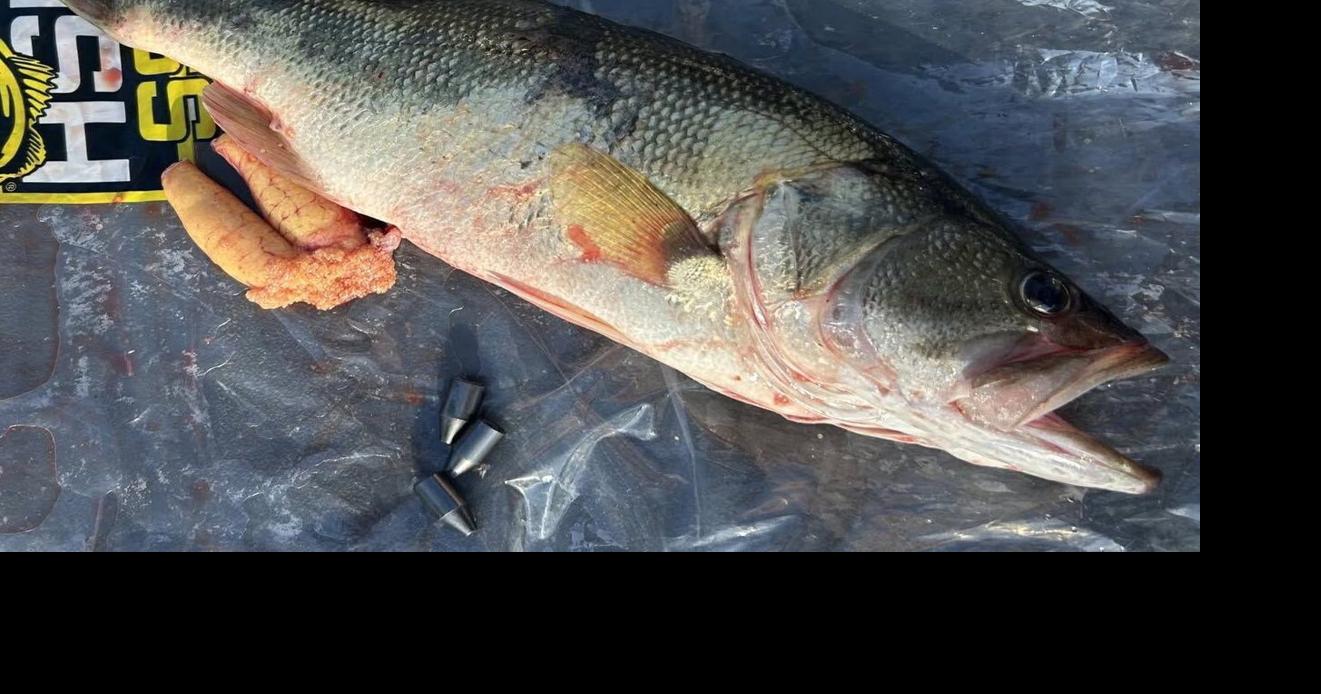 Lake Fork angler busted for weighting bass | News | dailysentinel.com