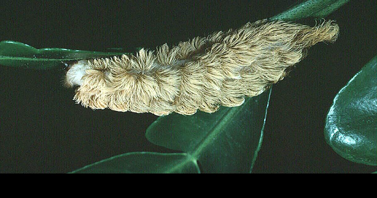 Fuzzy Wuzzy Caterpillars | Features | dailysentinel.com