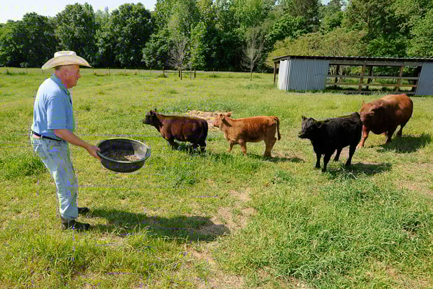 Lowline Angus shows a bigger breed is not always better | Local News ...