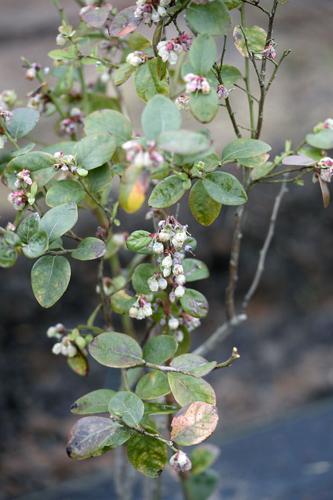 The future of Texas blueberries | Local News | dailysentinel.com