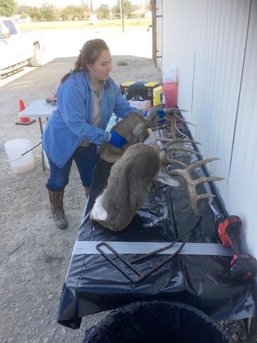 Chronic Wasting Disease: TPWD ramping up containment efforts as deadly ...