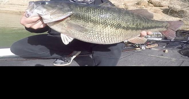 IGFA world record spotted bass under the genetic microscope | Sports ...