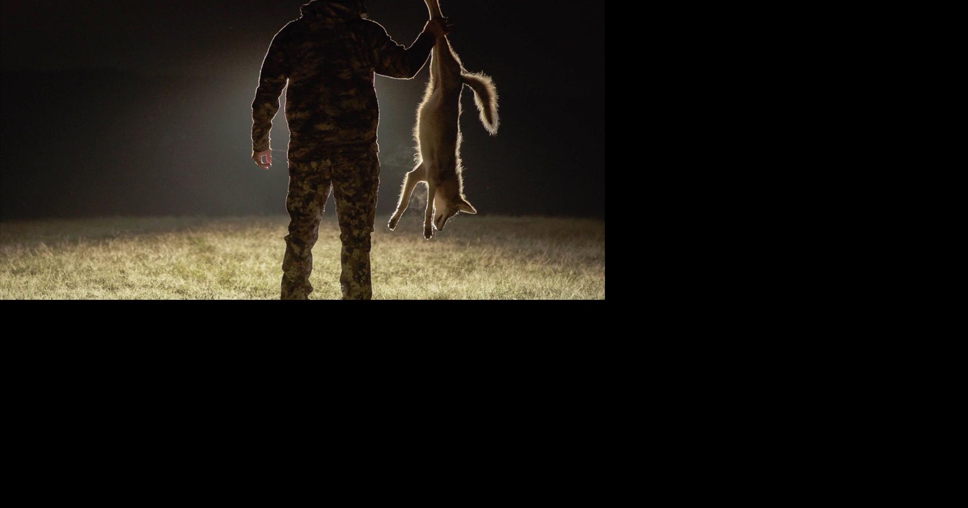Shadow captains: Feral hog, predator tournaments offer hunters chances ...