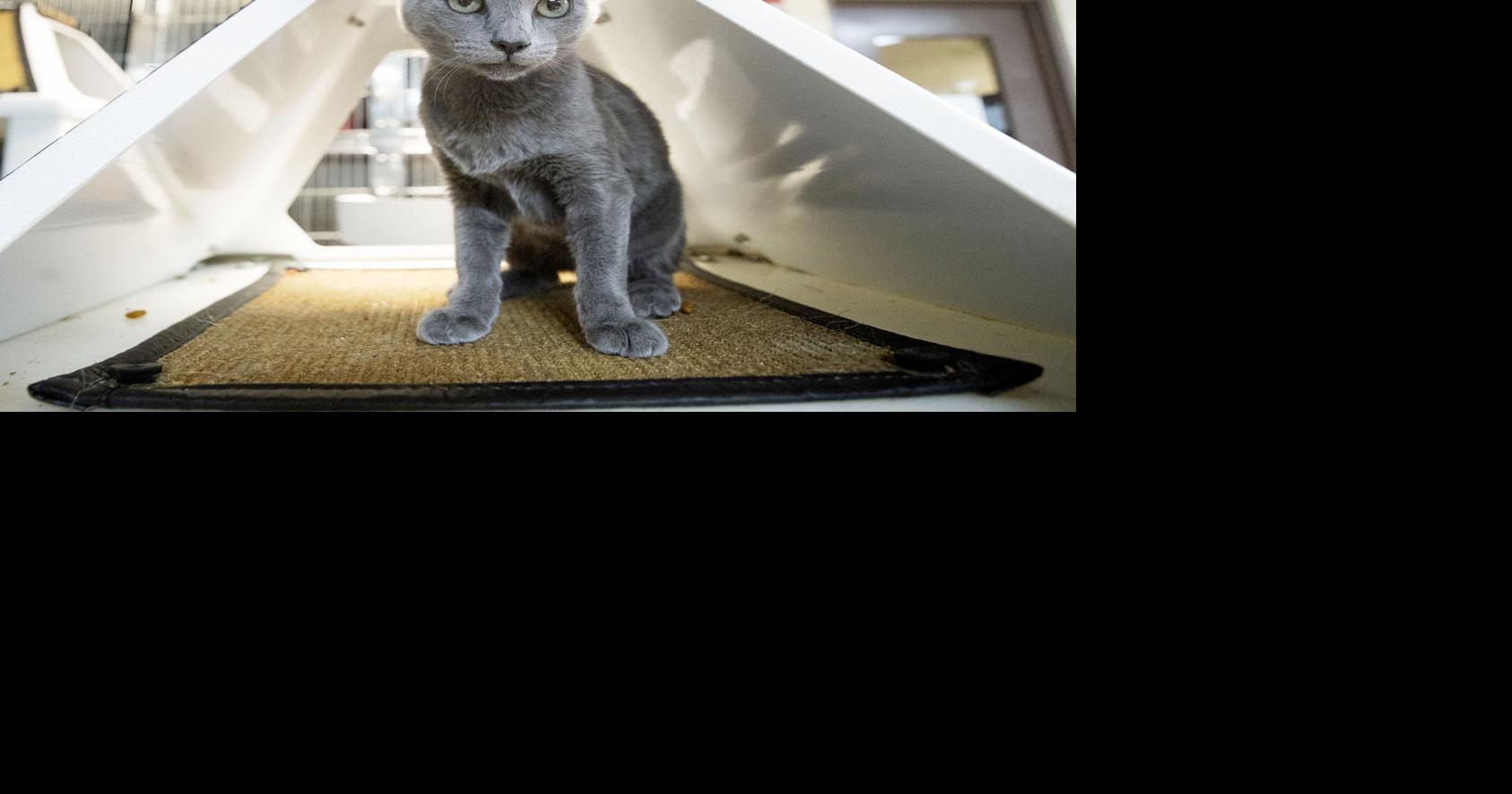 Pets of the Week, Jan. 8, 2019 | Pets | dailysentinel.com