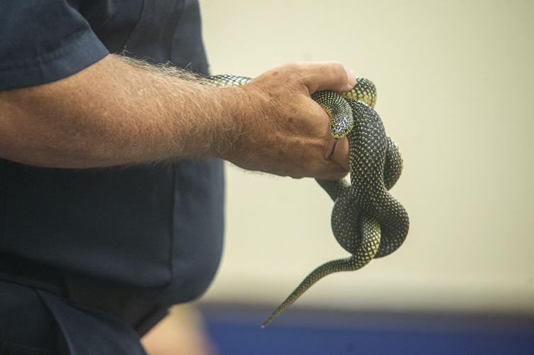 Snakes alive: Series brings animals to library | Social Media ...