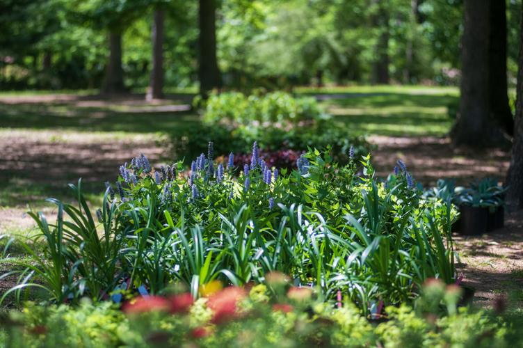 SFA Gardens preparing for popular Spring plant sale | Social Media ...