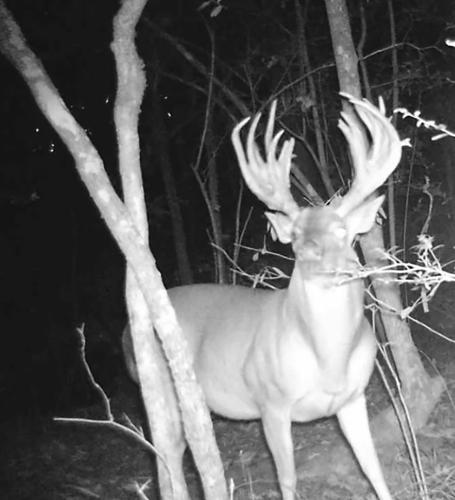 Angelina County 23-pointer likely to be one of Texas' top bucks of ...
