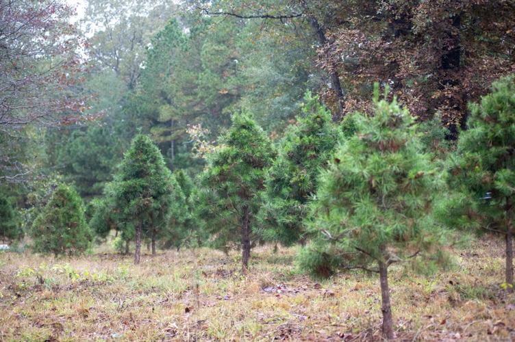 Shrinking Christmas tree industry in East Texas hopes for a miracle ...
