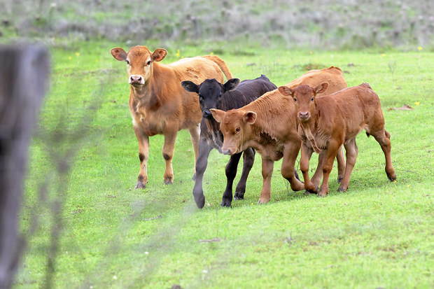Cattle producers work to rebuild herds | Local News | dailysentinel.com
