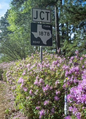 A day at SFA Gardens | Photo Gallery | dailysentinel.com