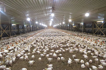 Broiler Research Center seeks to improve animal welfare, production ...