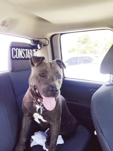 Kerr animal ambassador retired, adopted by handler | Promotions ...