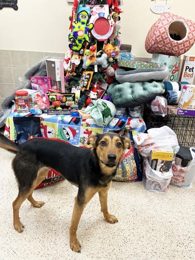 AWS Freeman-Fritts thankful for success of Santa Paws | Opinion ...