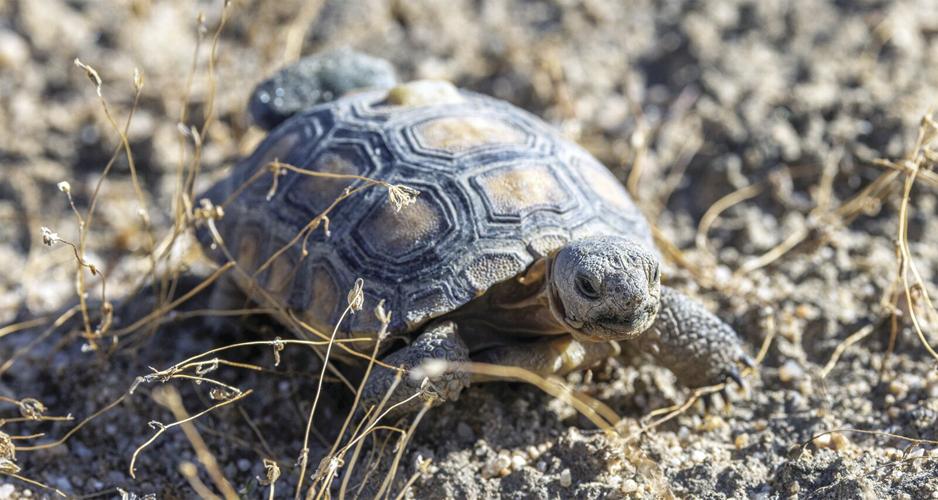 What 70 celebrity tortoises can teach us about conservation stories ...
