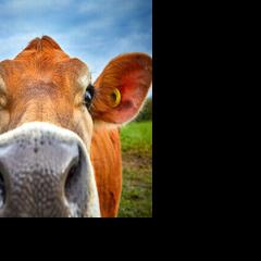 Kerr County Women's Chamber brings back cow plop bingo | News ...