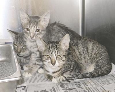 Freeman-Fritts offering feline friends to forever homes at adoption ...